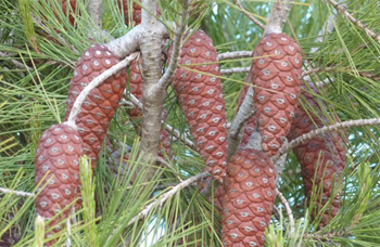 Nécessité d'acheter le Zgougou auprès des circuits organisés (INC ...