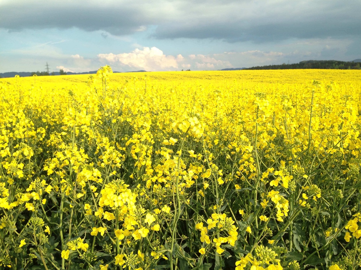 La culture du colza a cru depuis sa réintégration sur 13 mille hectares ...